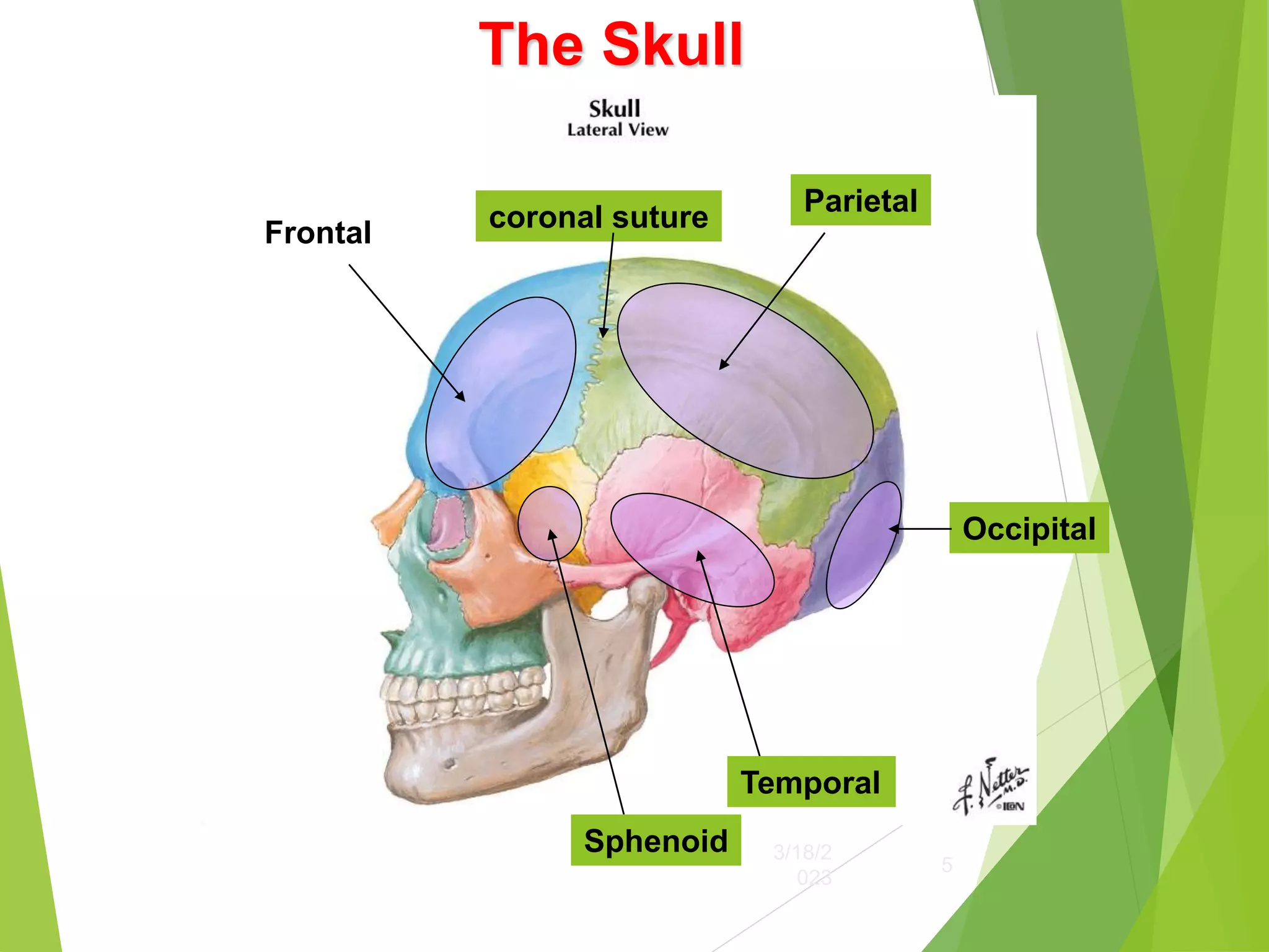 1. Osteology of Skull.ppt