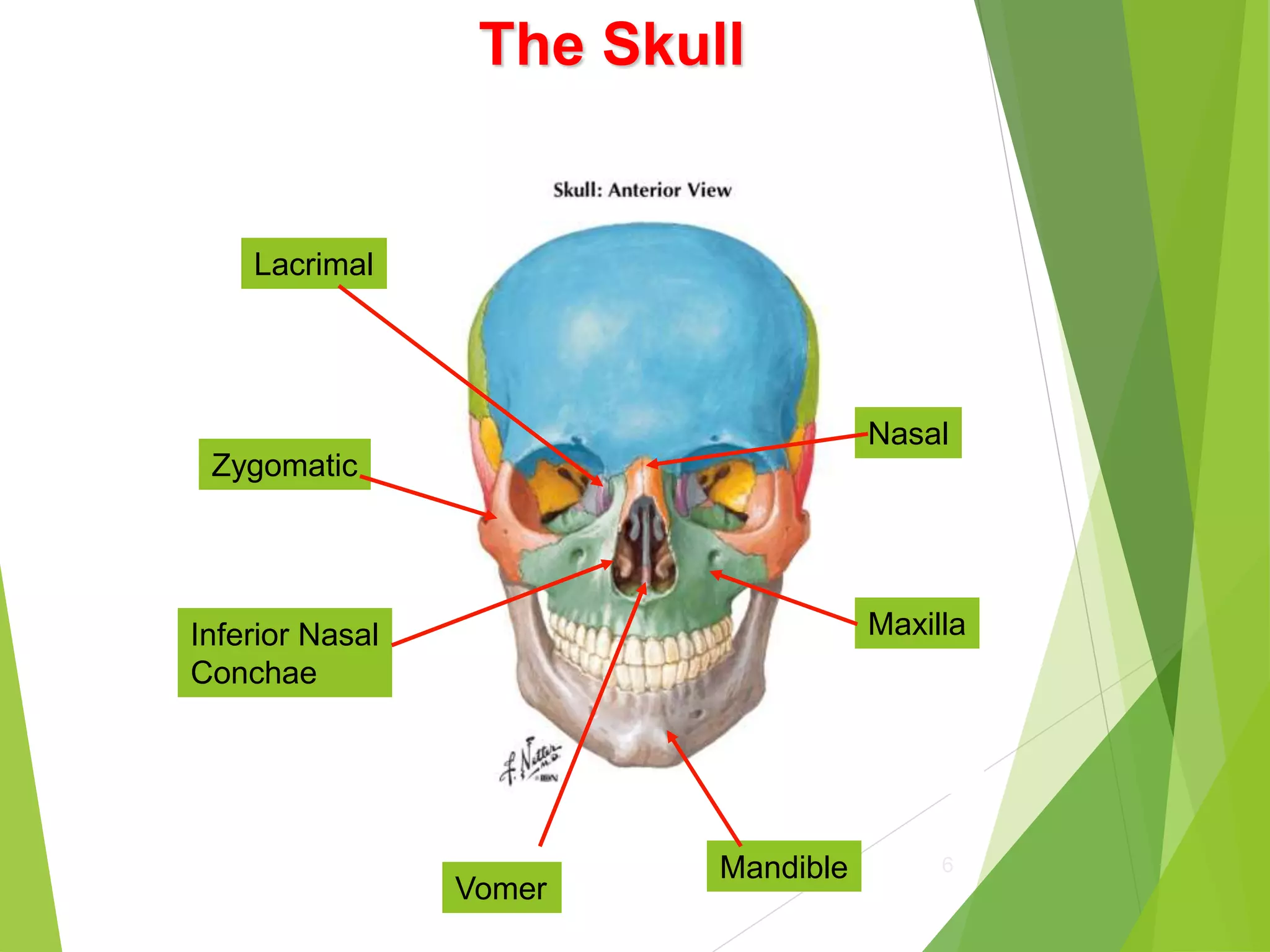 1. Osteology of Skull.ppt