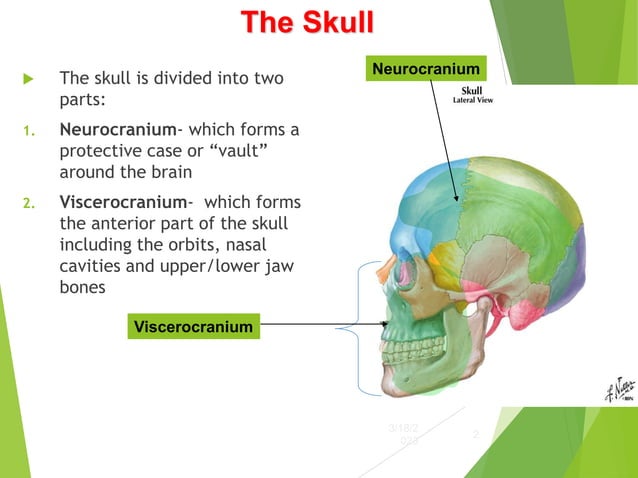 1. Osteology of Skull.ppt | Death, Injury, or Military Conflict ...