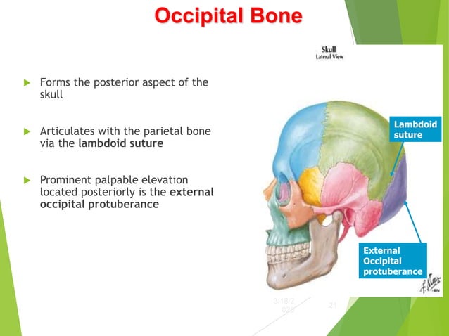 1. Osteology of Skull.ppt | Death, Injury, or Military Conflict ...