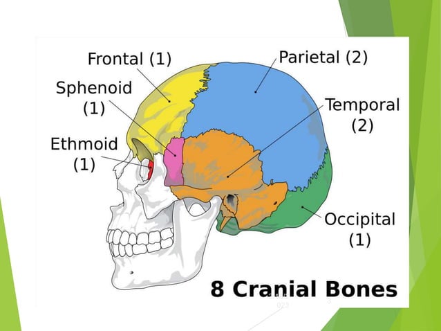 1. Osteology of Skull.ppt | Death, Injury, or Military Conflict ...