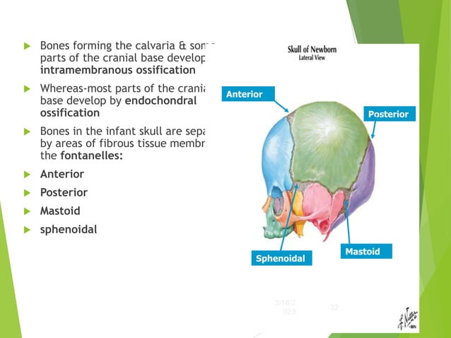1. Osteology of Skull.ppt | Death, Injury, or Military Conflict ...