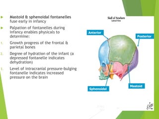 1. Osteology of Skull.ppt