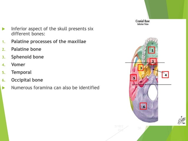 1. Osteology of Skull.ppt | Death, Injury, or Military Conflict ...
