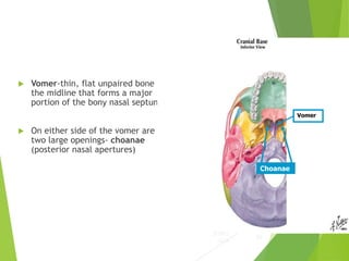 1. Osteology of Skull.ppt