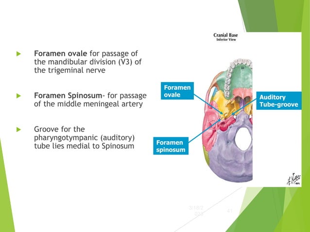 1. Osteology of Skull.ppt | Death, Injury, or Military Conflict ...