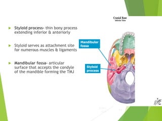 1. Osteology of Skull.ppt