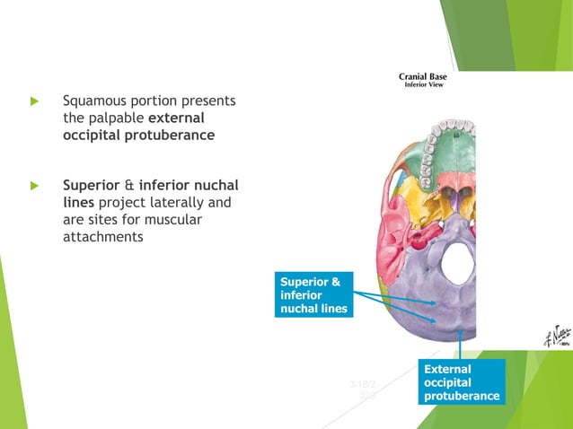 1. Osteology of Skull.ppt | Death, Injury, or Military Conflict ...