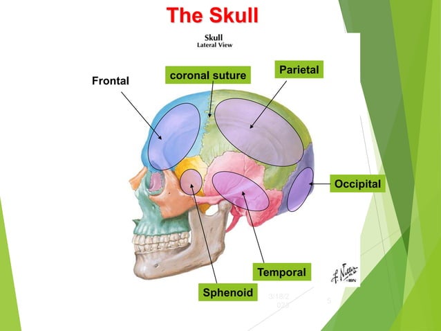 1. Osteology of Skull.ppt | Death, Injury, or Military Conflict ...