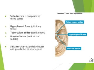1 Osteology Of Skull Ppt