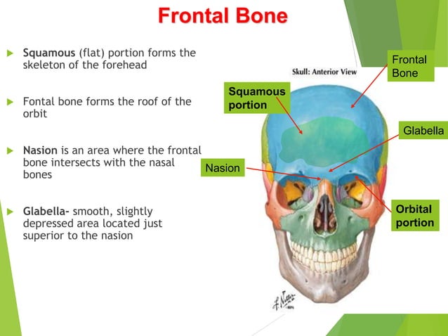 1. Osteology of Skull.ppt | Death, Injury, or Military Conflict ...