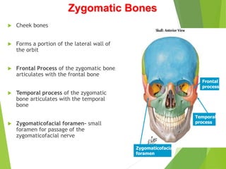 1. Osteology of Skull.ppt