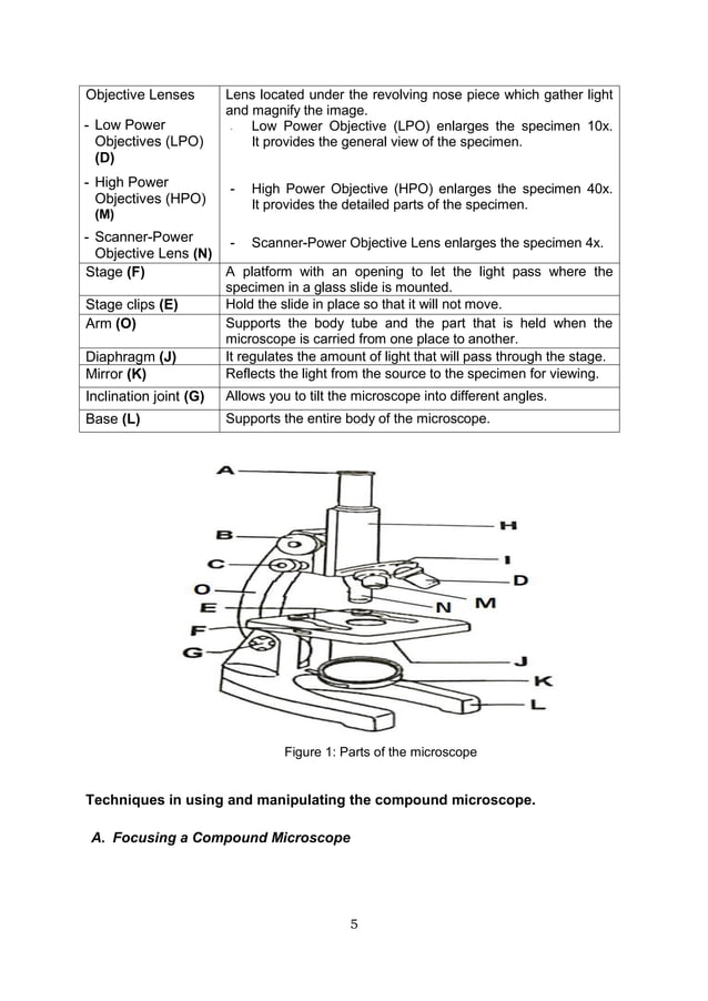 1. Grade-7-Q2-Module-1-Parts-and-Functions-of-the-Compound-Microscope-and-its-Manipulation-2nd ...