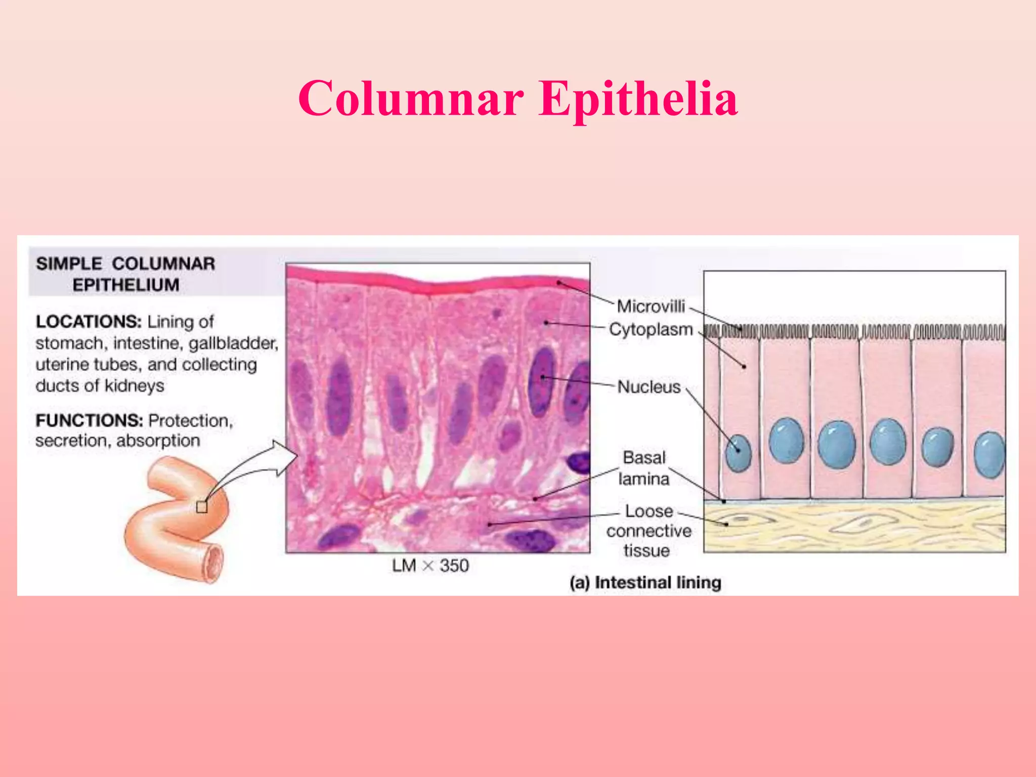 1.Epithelial Tissue.ppt