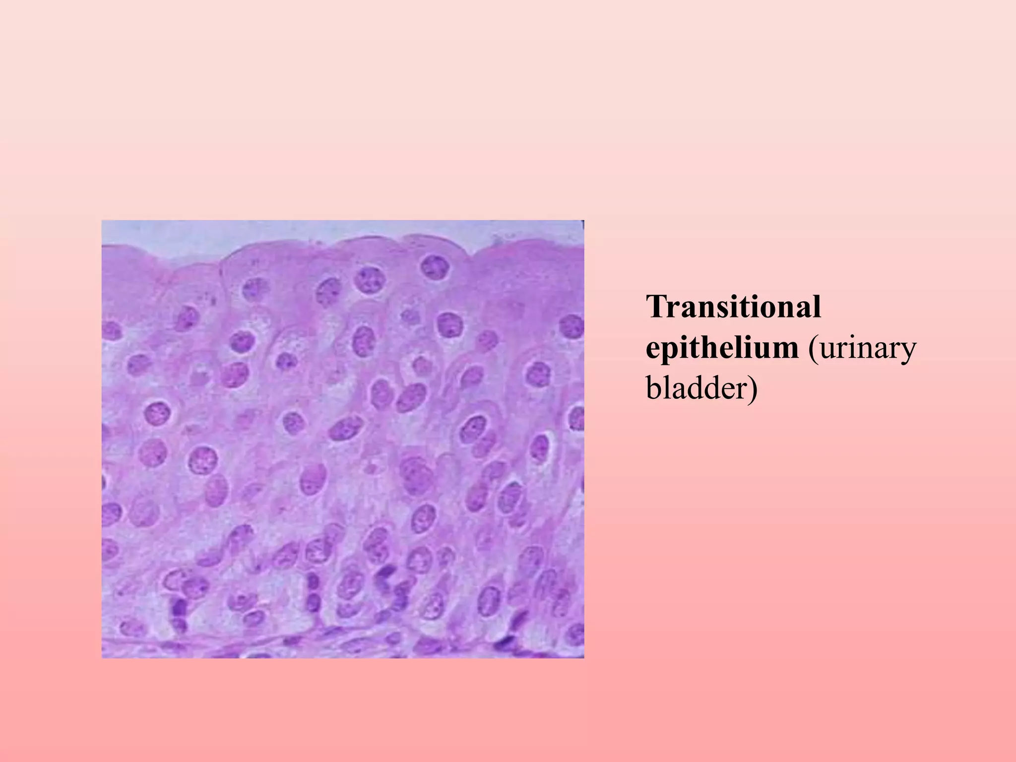 1.Epithelial Tissue.ppt