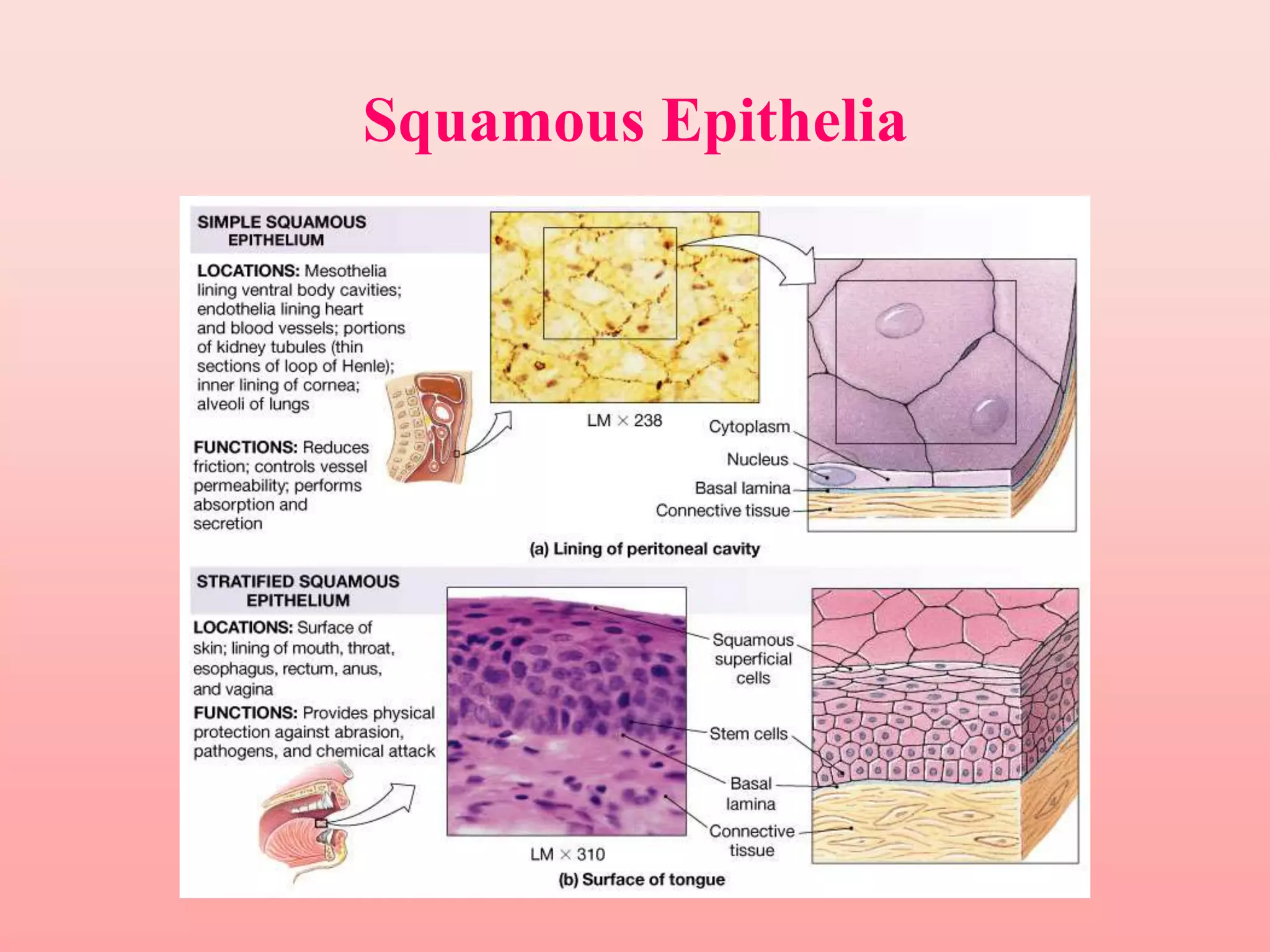 1.Epithelial Tissue.ppt