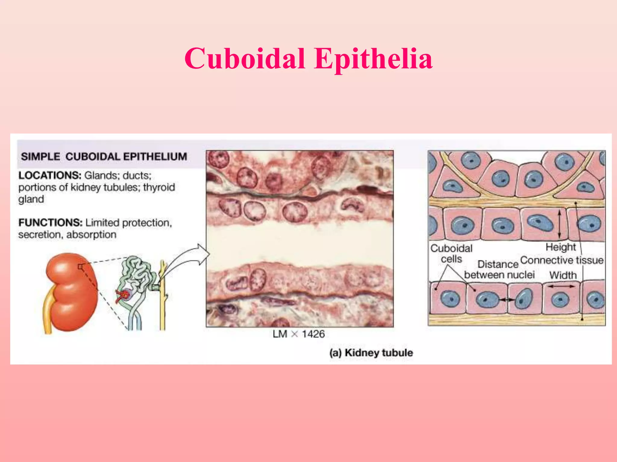1.Epithelial Tissue.ppt