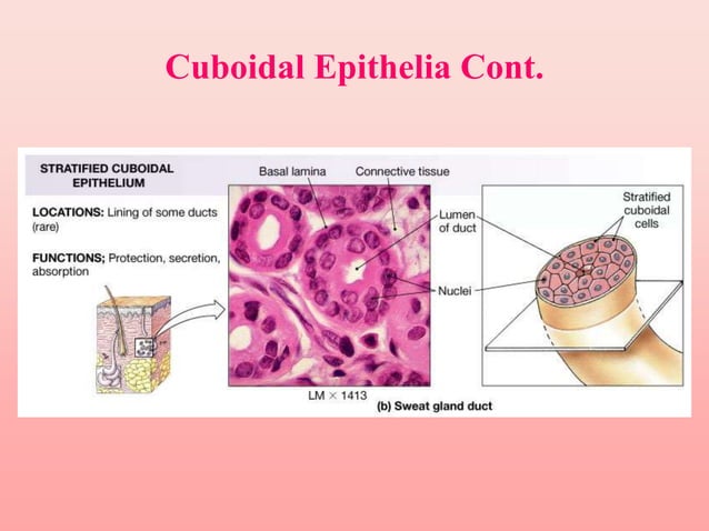 1.Epithelial Tissue.ppt