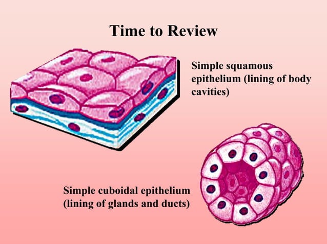 1.Epithelial Tissue.ppt
