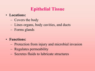 1.Epithelial Tissue.ppt | Lung and Respiratory Health | Diseases and Conditions