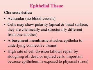 1.Epithelial Tissue.ppt