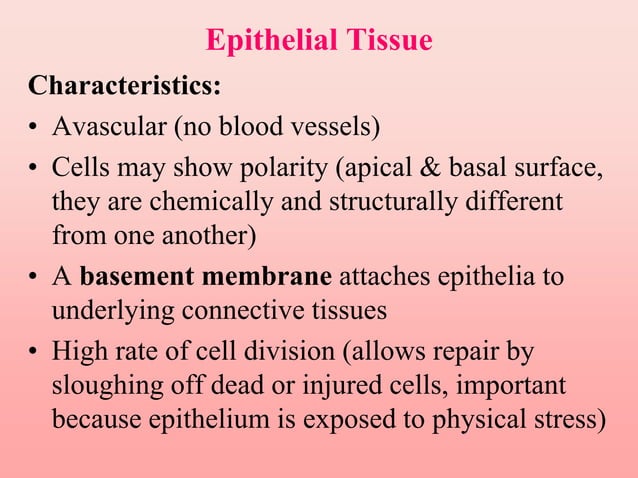 1.Epithelial Tissue.ppt