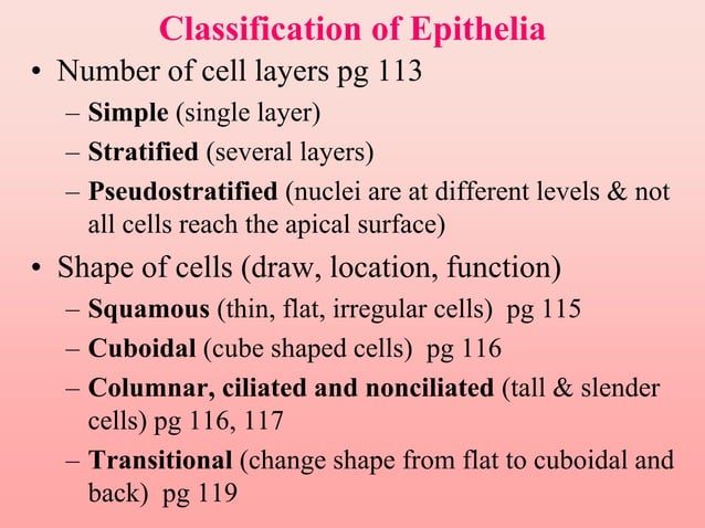 1.Epithelial Tissue.ppt