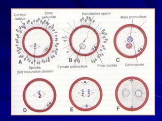 1.Fertilization.ppt
