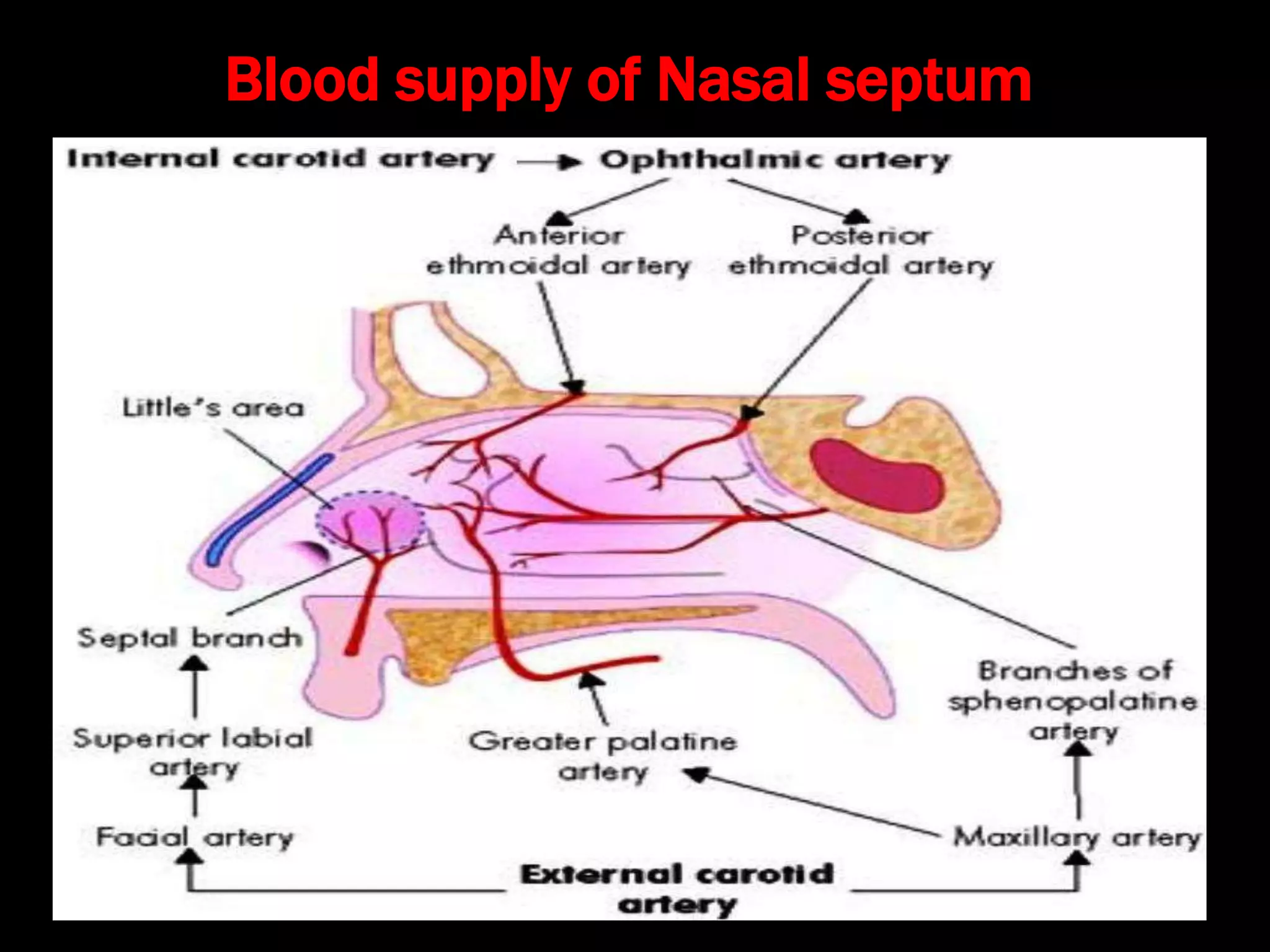 Anatomy and Physiology of nose & PNS.ppt