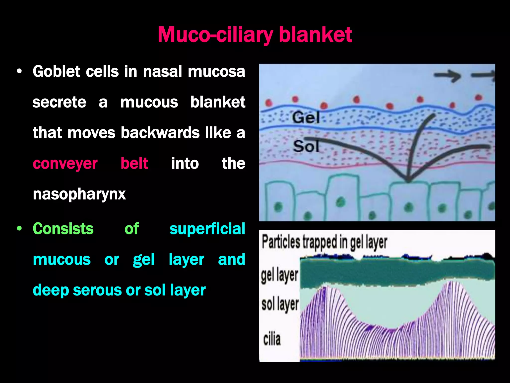 Anatomy and Physiology of nose & PNS.ppt