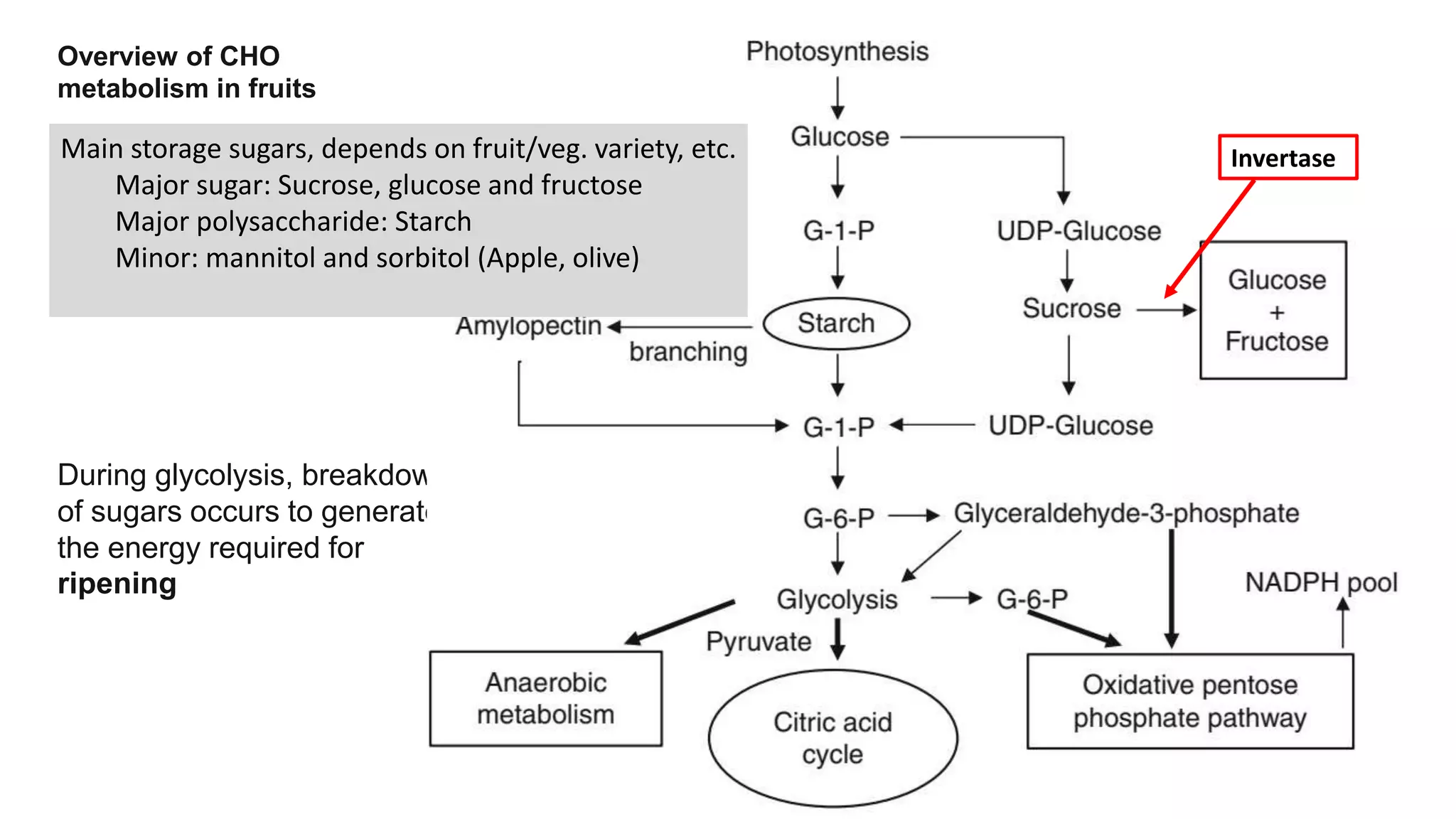 1. Biochemistry of Fruits and vegetables.pptx