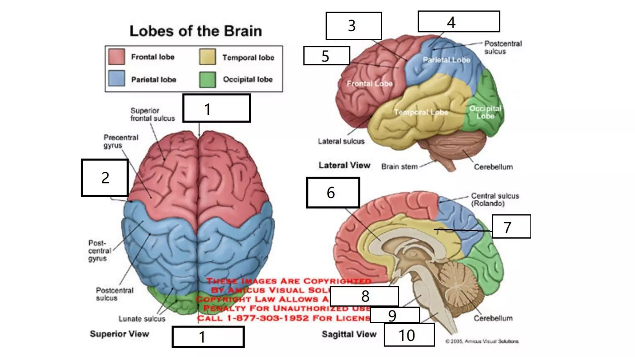 1. brain atlas.pdf