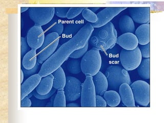 1.INTRODUCTION TO MYCOLOGY & CLASSIFICATION.ppt
