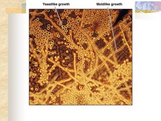 1.INTRODUCTION TO MYCOLOGY & CLASSIFICATION.ppt