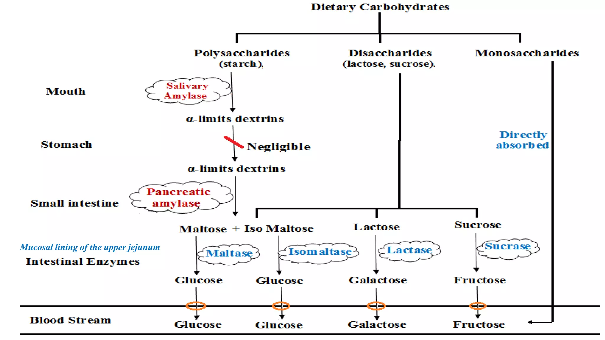 1.Digestion & absorption of carbohydrate.pptx