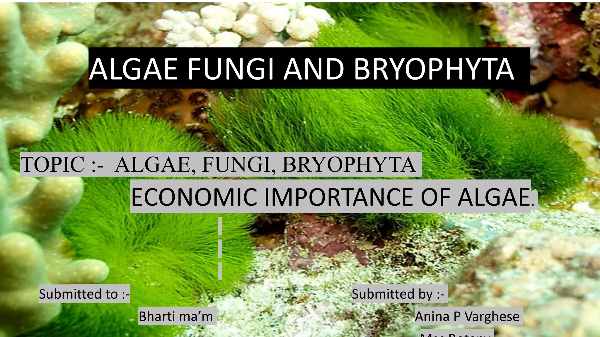 1. ALGAE FUNGI AND BRYOPHYTA.pptx | PPTX