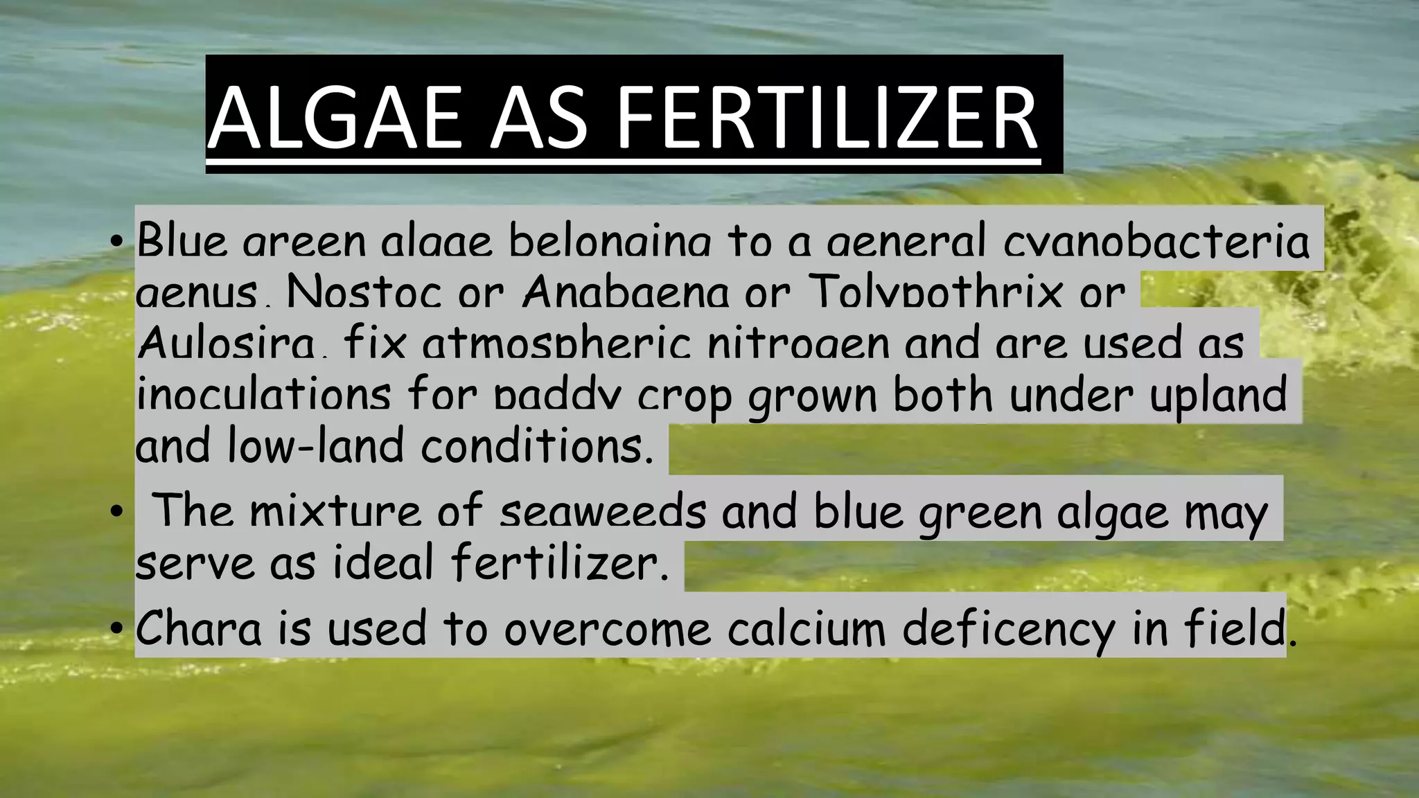 1. ALGAE FUNGI AND BRYOPHYTA.pptx | PPTX