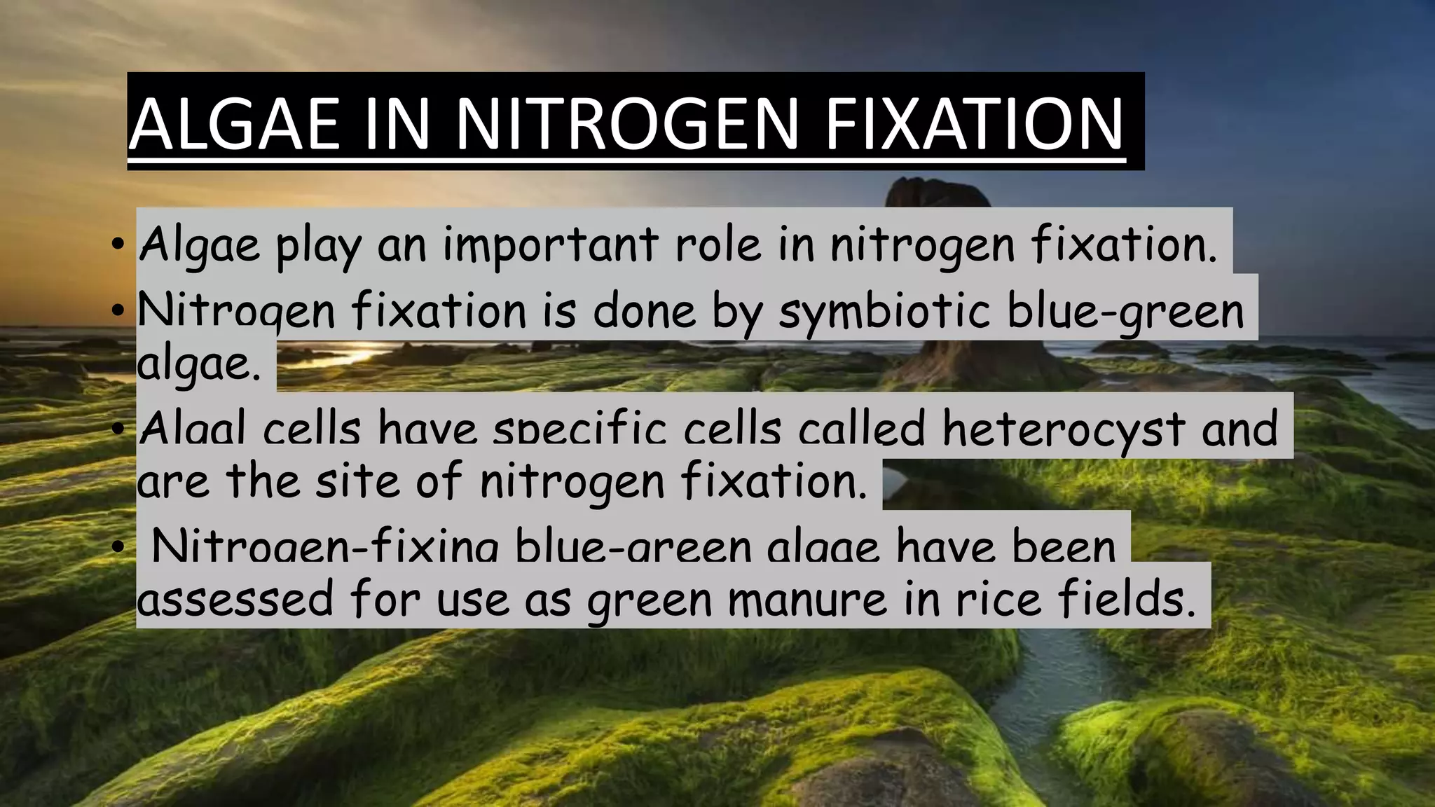 1. ALGAE FUNGI AND BRYOPHYTA.pptx | PPTX