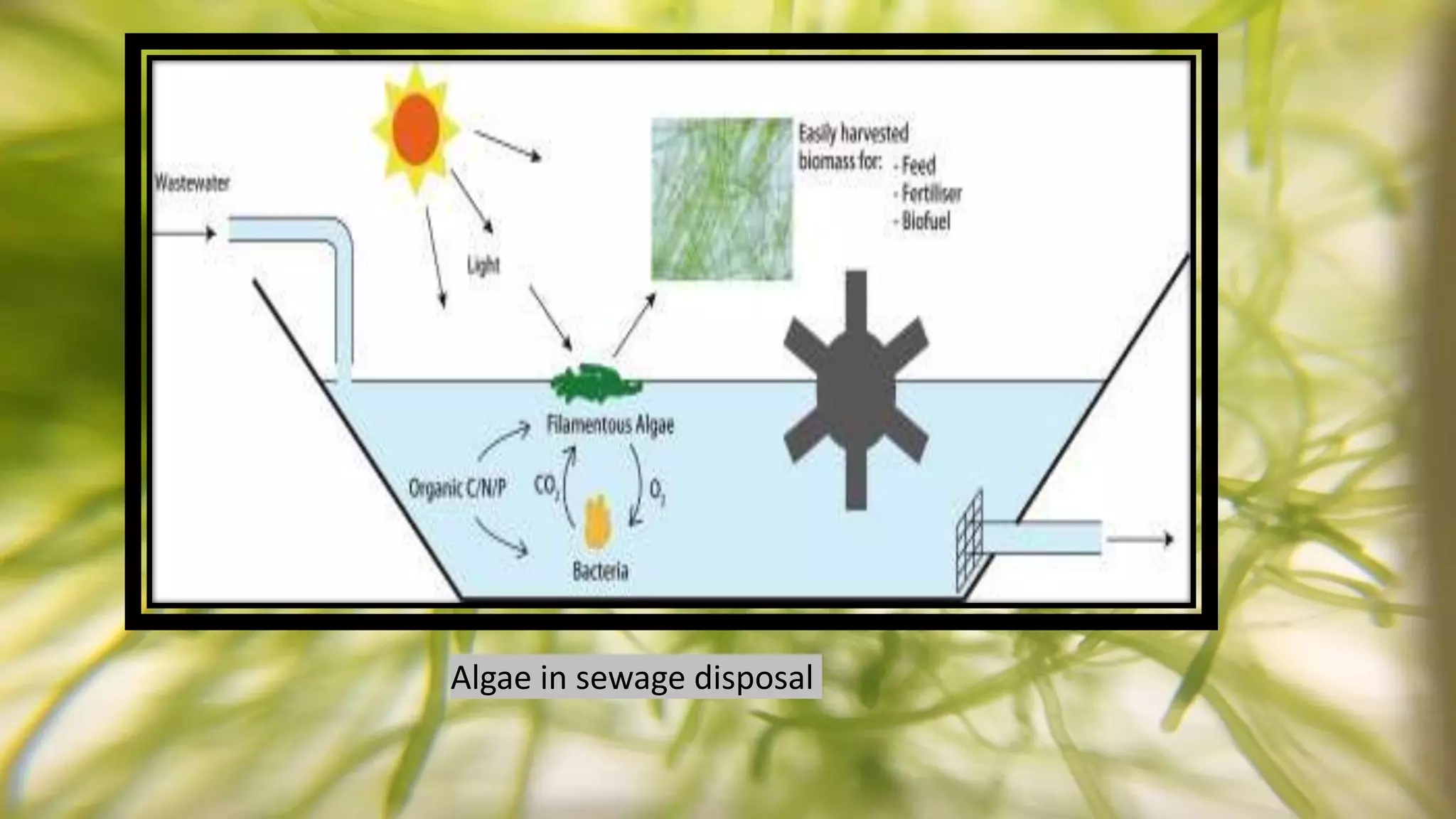 1. ALGAE FUNGI AND BRYOPHYTA.pptx | PPTX