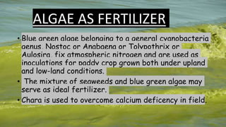 1. ALGAE FUNGI AND BRYOPHYTA.pptx | PPTX