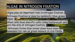 1. ALGAE FUNGI AND BRYOPHYTA.pptx | PPTX