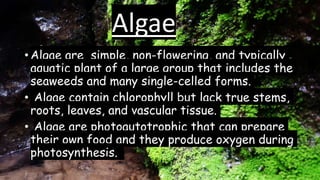 1. ALGAE FUNGI AND BRYOPHYTA.pptx | PPTX