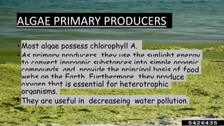 1. ALGAE FUNGI AND BRYOPHYTA.pptx | PPTX