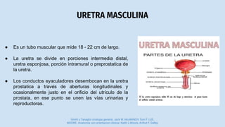 1. Anatomía del tracto urinario.pdf