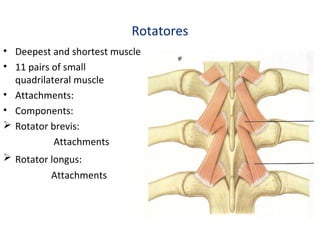 Rotatores Brevis And Longus