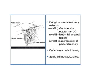 1. ANATOMIA DE MAMA CORRELACIÓN ANATÓMICA SESIÓN.pptx