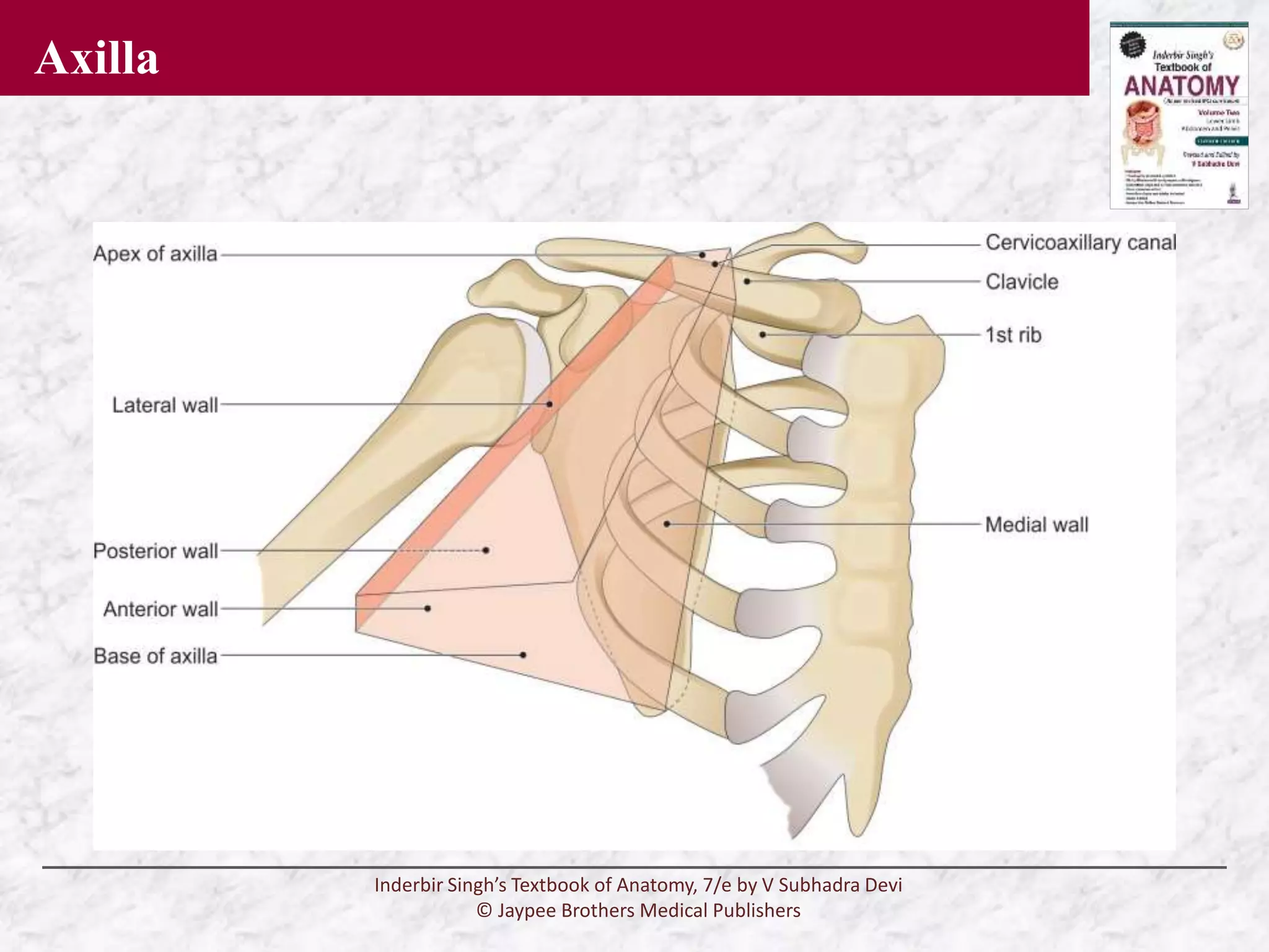 Anatomy of axilla.pptx