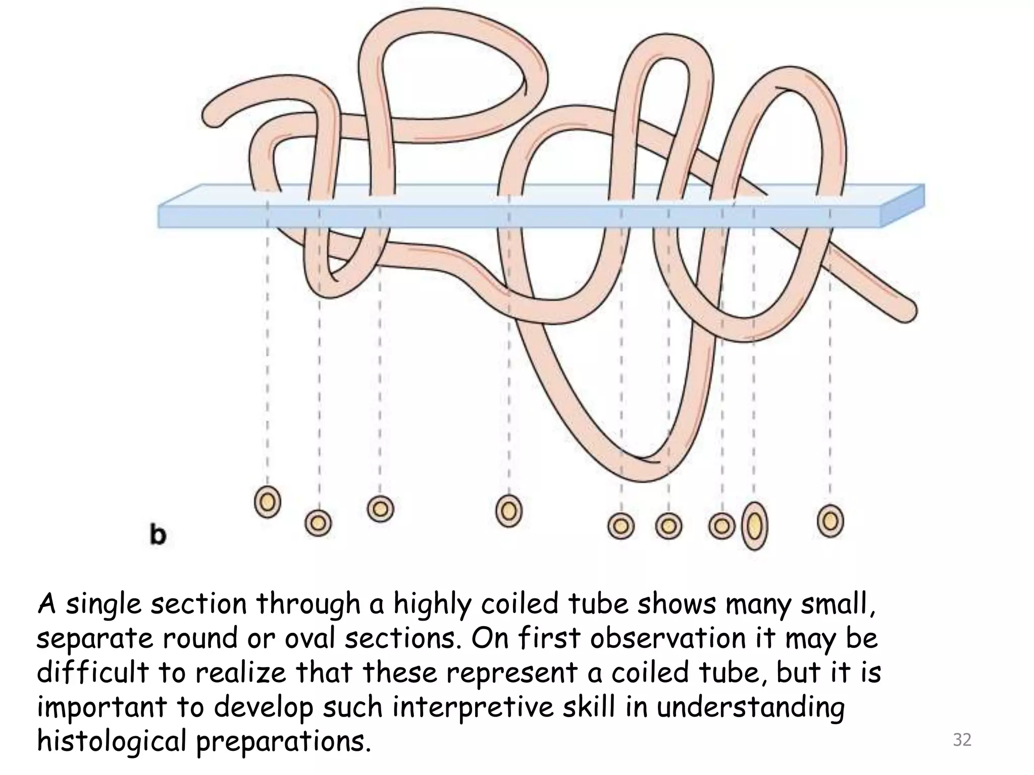 1. Introduction to Histology.ppt