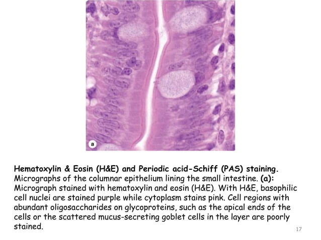 1. Introduction to Histology.ppt | Biological Sciences | Science