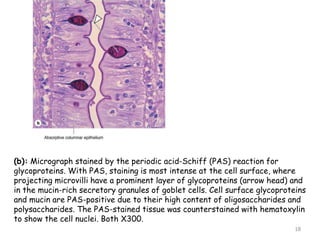 1. Introduction to Histology.ppt
